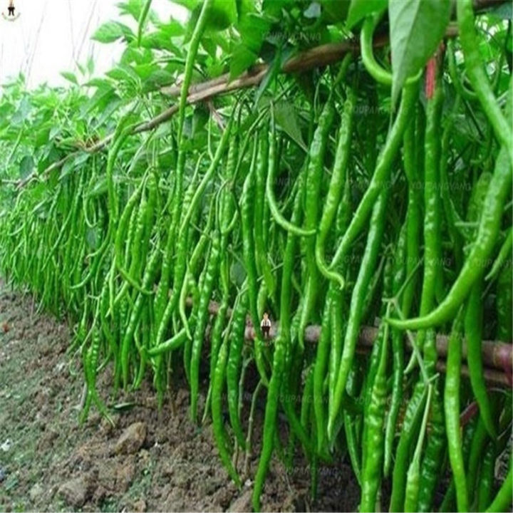 ready stock 50 butir Benih Cabe Merah Keriting Tinggi 2 meter Benih ...