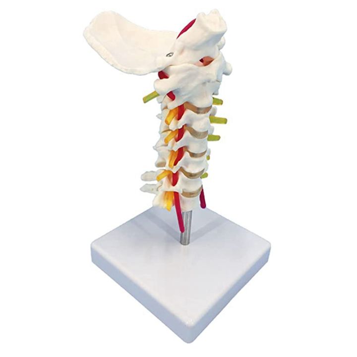 Cervical Spine Model with Nerves, Life Size Cervical Vertebral Spine ...
