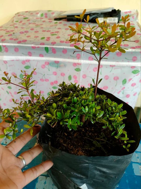 Bucida Plant or Japanese Tree Plant-Live Plant-Ready to Plant-Outdoor ...