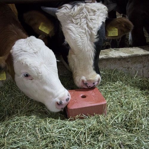 Warsan Compressed Mineral Block Salt Lick for Nutrition of Farm Animals ...