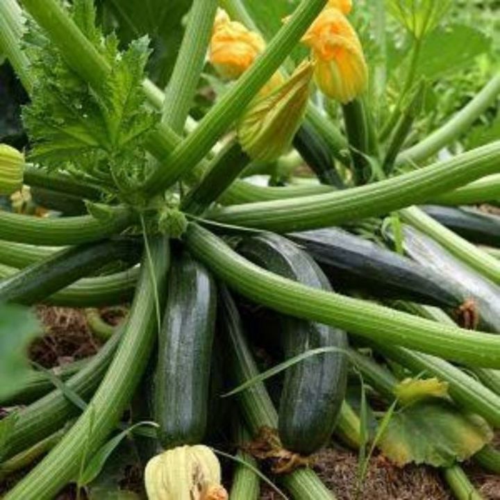 Benih Zucchini Hijau Jewel Hibrida Timun Jepang Zuchini Bibit Sayur ...