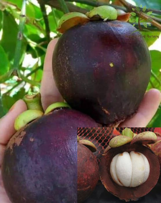 Berjaya Plant Nursery - Pokok Manggis Mesta Hybrid/Japanese Mangosteen(Pokok Buah Hidup/Buah ...