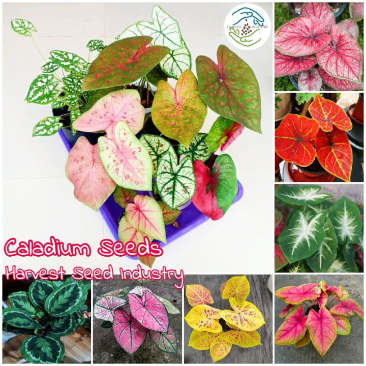 【100% Original Seed】Rare Flower Seeds Mixed Color Caladium Seeds ohh my ...