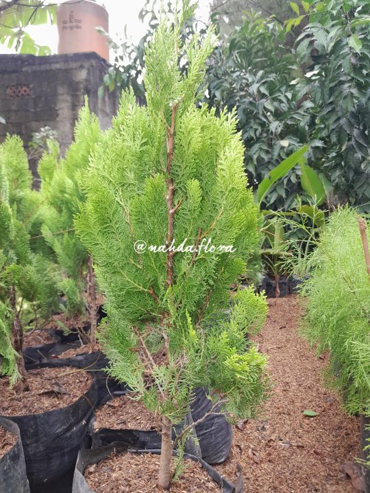 Tanaman Hias Cemara Kipas - Bibit Pohon Camara Kipas Daun Rimbun ...