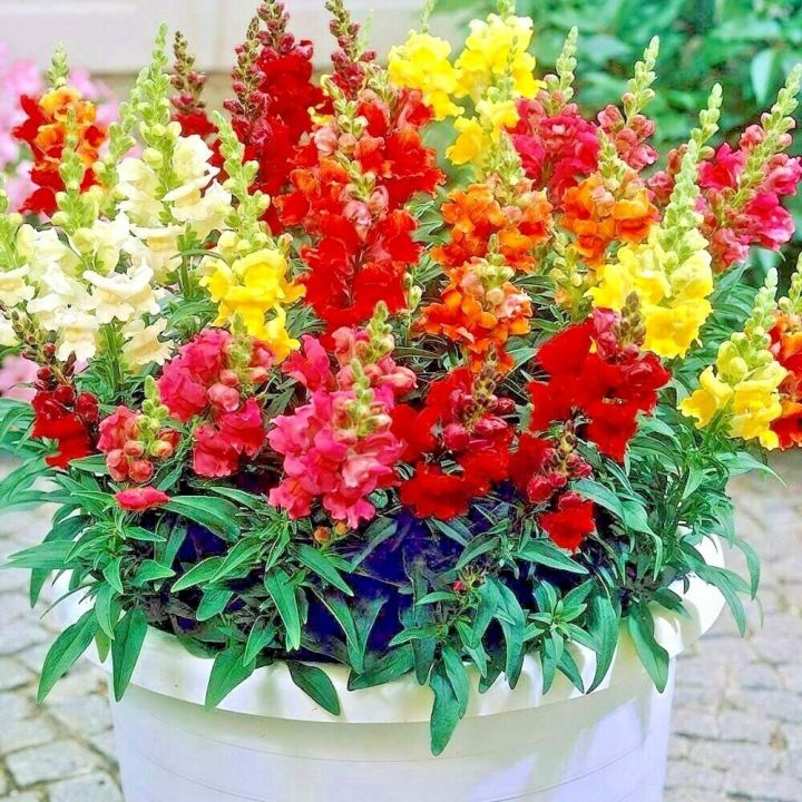 ISI PAKET : 20 Benih Bunga Snapdragon Tetra Mix Warna Bibit Tanaman ...