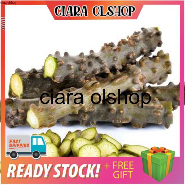 Batang brotowali segar 1kg batrawali/bratawali herbal bisa BUAH BIBIT ...