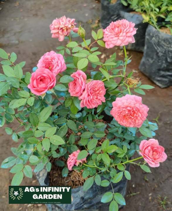 Rose Plant " Pink Piti Mini " With FREE plastic pot, garden soil and ...