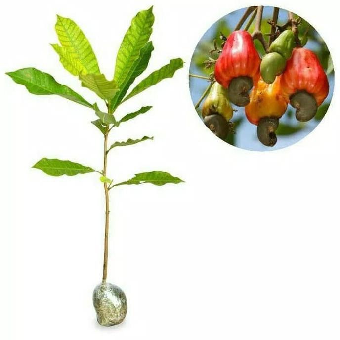 Murah 5 pohon bibit jambu monyet / pohon jambu mete / mede | Lazada ...