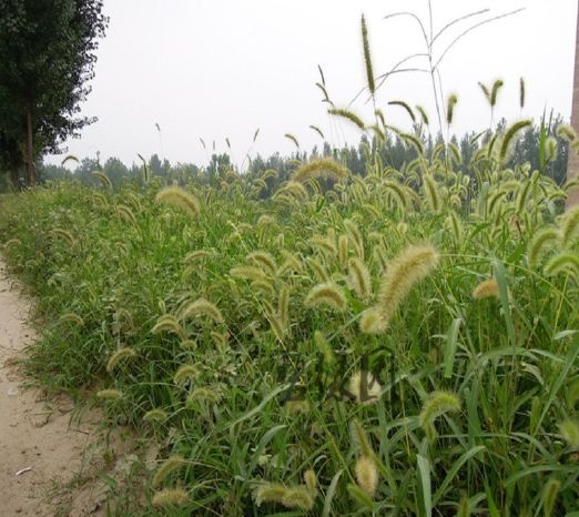 Outdoor setaria seed Setaria grass dryland grass contains 50 seeds ...
