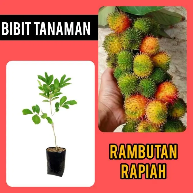 Pohon Rambutan Rapiah