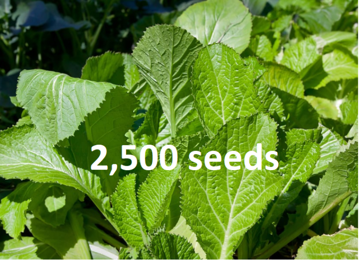 mustasa / mustard seeds - 20pesos per pack - condor seeds - plant seed ...