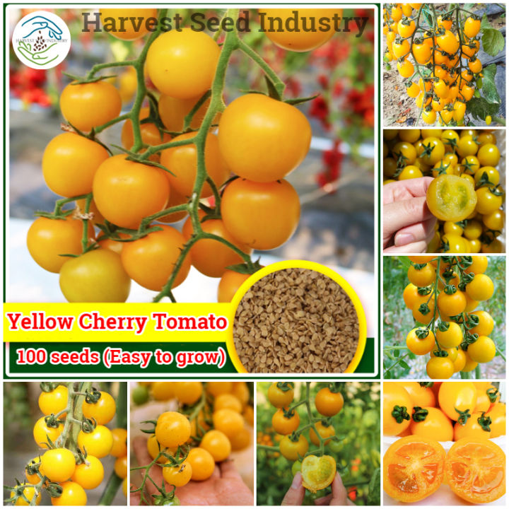 [Fast Germination] Hybrid Yellow Cherry Tomato Seed Bonsai Fruit Tree ...