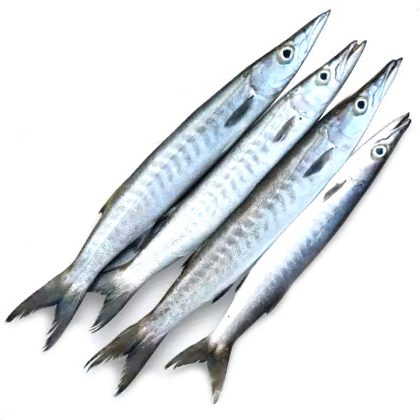 IKAN KACANG SEGAR / FRESH BARRACUDA | Lazada