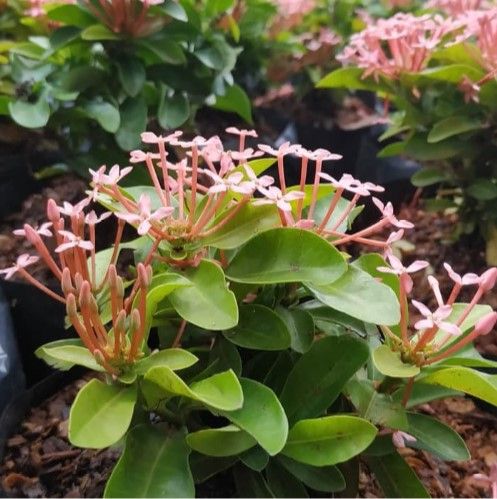 NEW !! tanaman hias asoka jambon bunga pink - soka jambon bunga pink ...