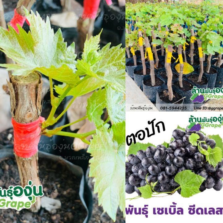 ต้นพันธุ์องุ่น แบบตอปัก “เซเบิ้ล ซีดเลส” (Sable Seedless) ไร้เมล็ด ...