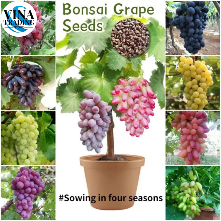100seeds/pack Grape Seeds for Planting Fruit Plants Seeds Bonsai Tree ...