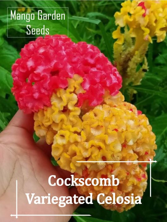 Benih Balung Ayam Dua Warna - 20 biji 🌱 Sesuai untuk pasu, warna ...