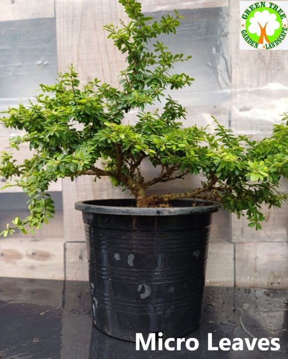 Bonsai - Desmodium (Blue Bell LinhSam) 凌珊 medium/micro leaves for HOME ...