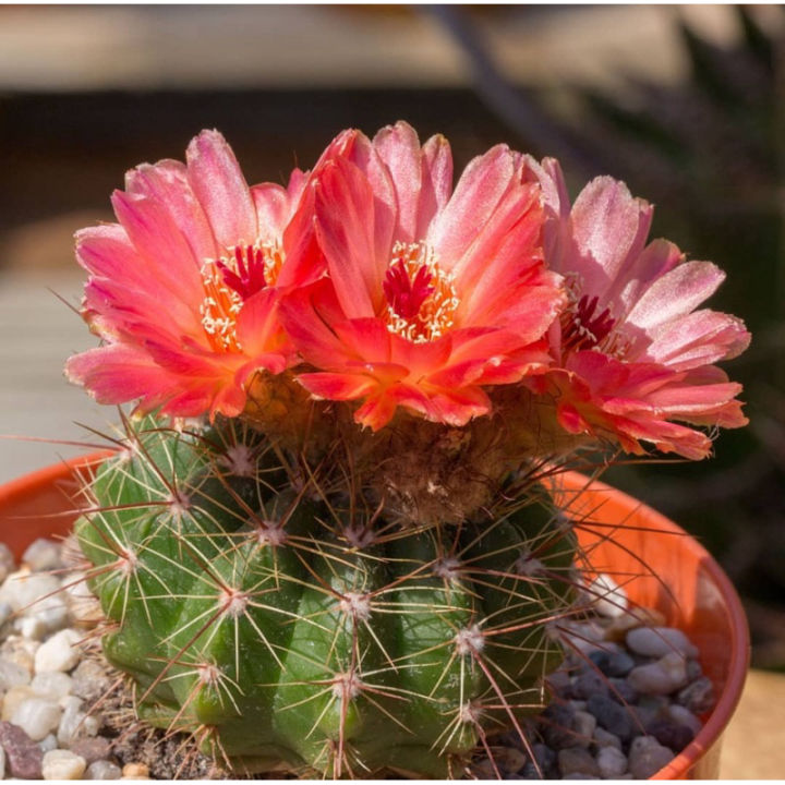 Kaktus Ownroot Notocactus Parodia Ottonis | Lazada Indonesia
