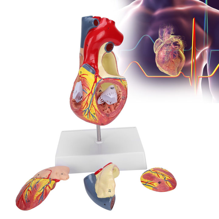 2X Life Size Human Heart Model - Realistic Simulation for Teaching ...