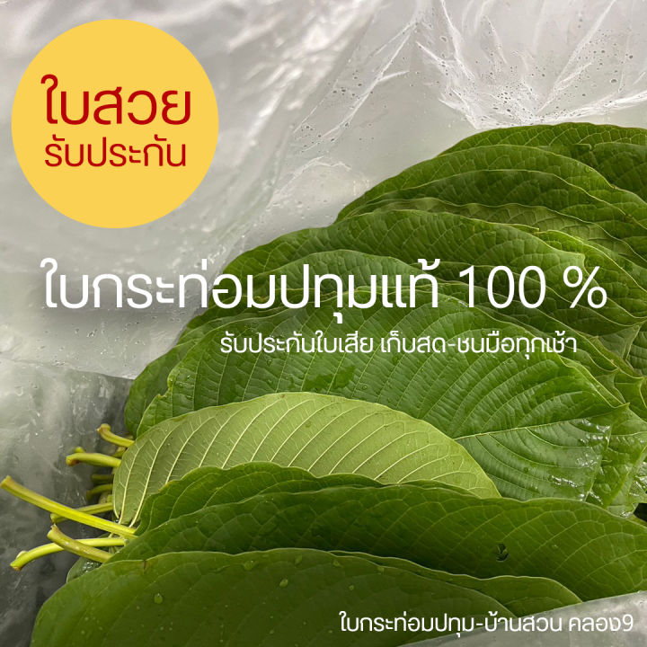 ใบกระท่อม 1 กิโลกรัม (Kratom 1 kg.) กระท่อมสวนลุงชาญ ปทุมธานี-คลองเก้า ...