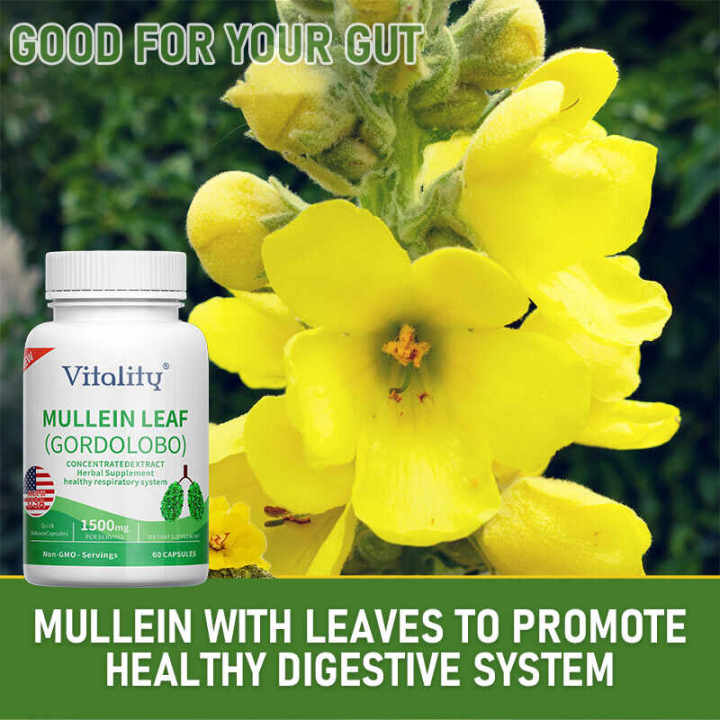 Mullein Capsules 1500 mg | Herbal support for healthy respiratory ...