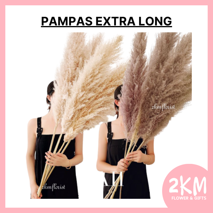 PAMPAS Extra Long Flurry Real Fluffy Dried Flower Natural Pampas Grass ...