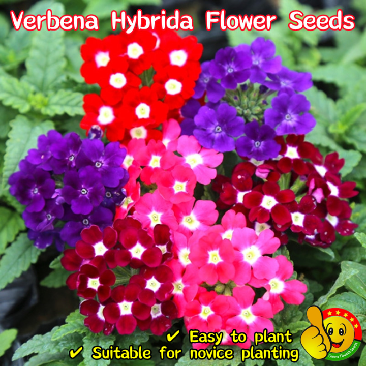 100% Original Mixed Colors Verbena Hybrida Flower Seeds for Planting ...