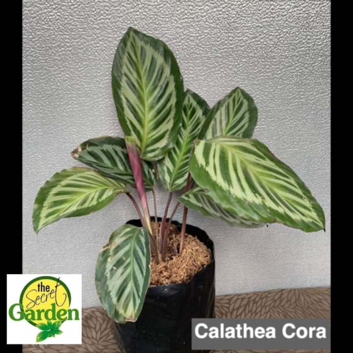 Calathea Cora with FREE plastic pot, and garden soil (RARE Indoor Plant ...