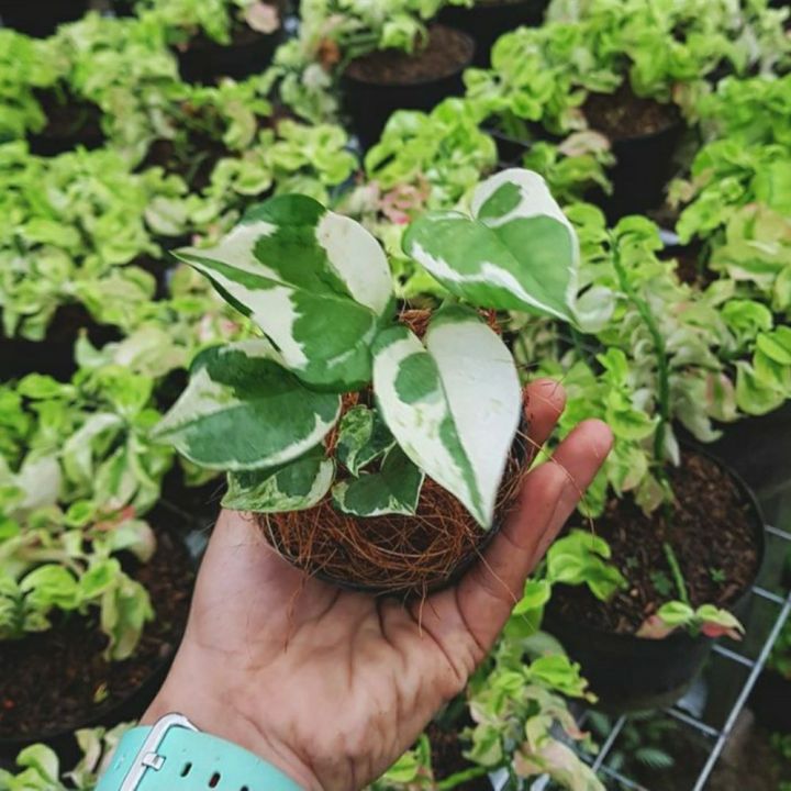 Epipremnum Aureum 'Njoy' / Pothos - Tanaman Rambat - Tanaman Gantung ...