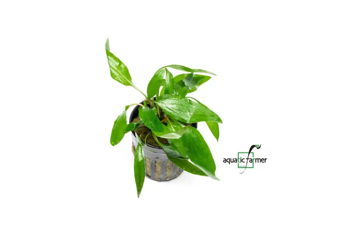 [SG READY STOCKS Live Aquatic Plant] Cryptocoryne Petchii Potted by ...