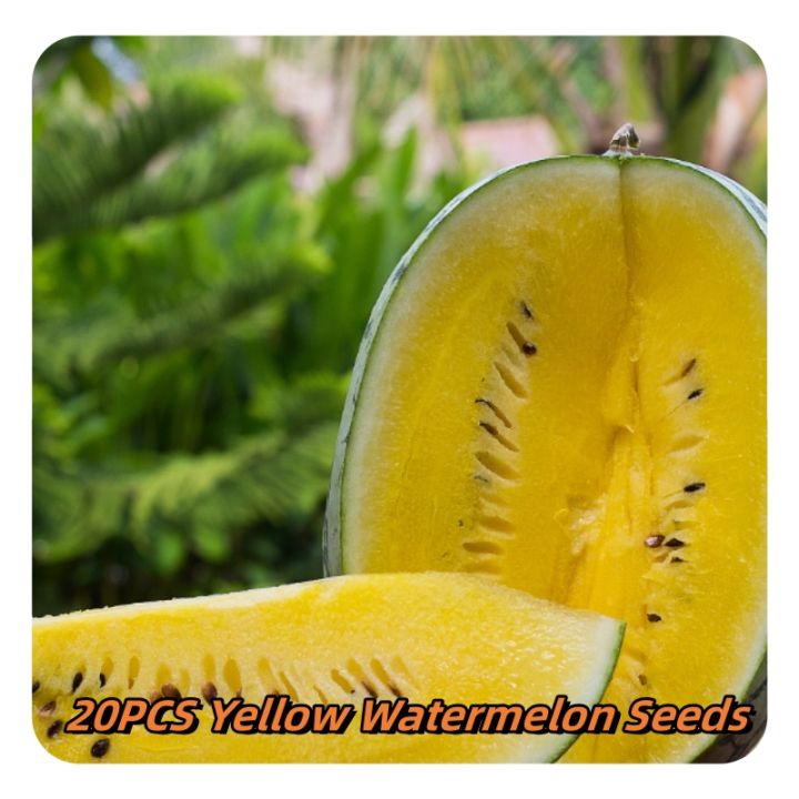 20PCS Yellow Watermelon Seeds/High yield Sweet Watermelon Fruit Seeds ...