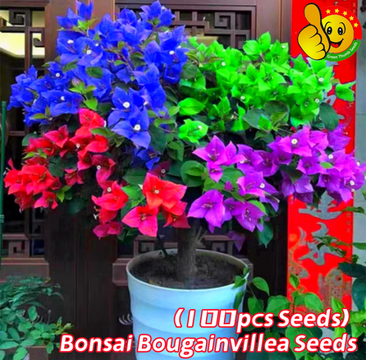 Mix Color 100pcs Seeds Bonsai Bougainvillea Seeds for Planting Potted ...