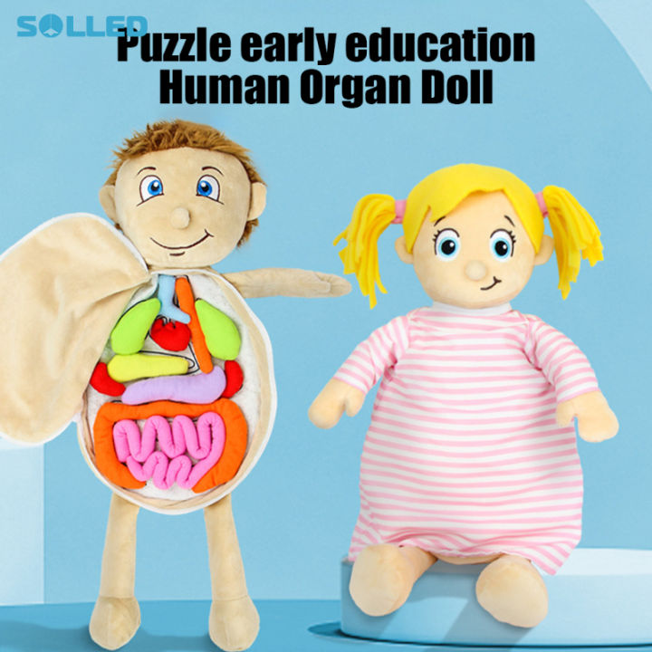 Human Body Model Organ Anatomy Plush Toy Learning Organ Teaching Tool ...
