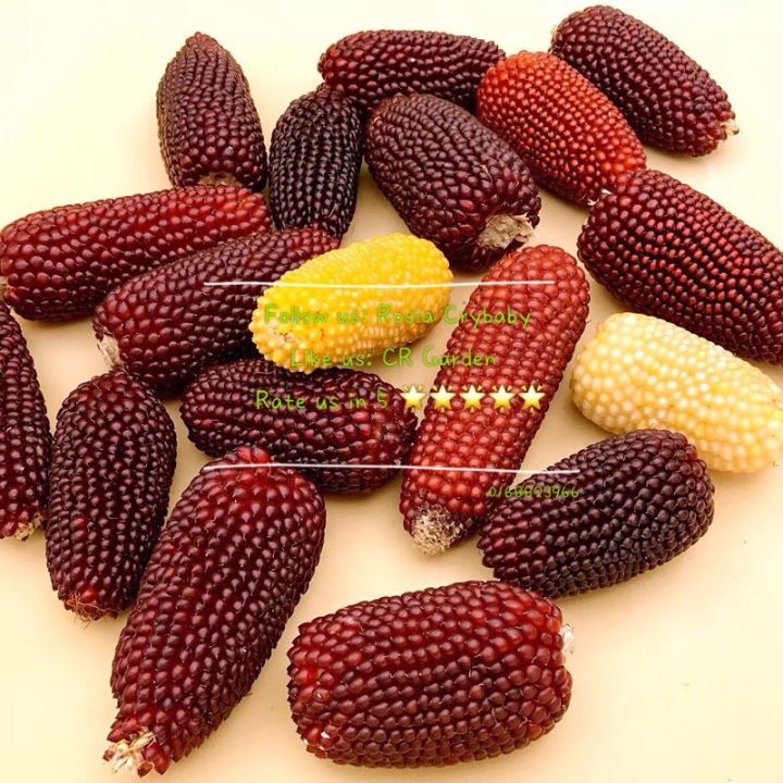 Strawberry Corn 5 Seeds 草莓玉米 5粒 | Lazada