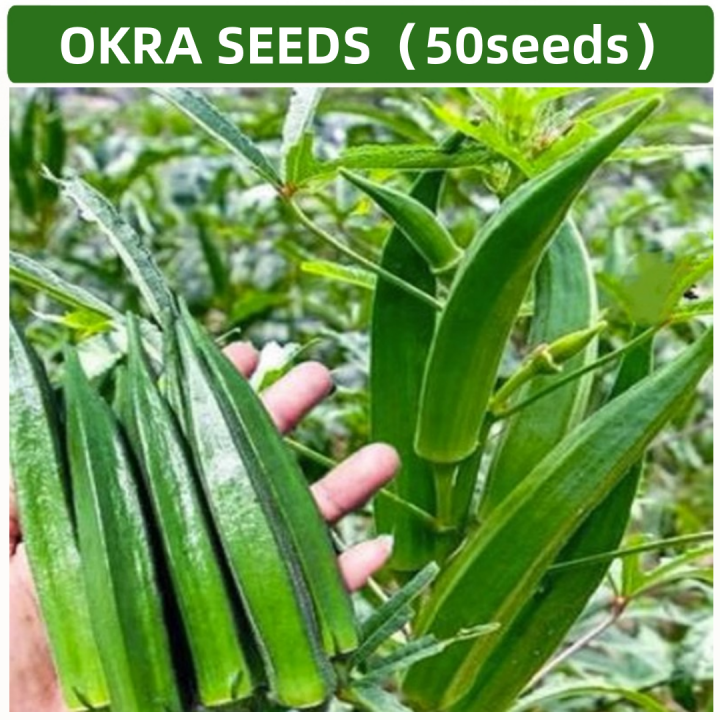 (50 seeds) OKRA VEGETABLE SEEDS Smooth Green Variety | Lazada PH