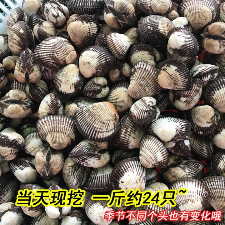 Hairy clam fresh wild hairy clam blood clam big hairy pliers clam ...