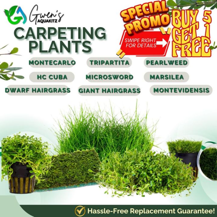 Montecarlo, Dwarf Hairgrass, Pearlweed, Microsword, Tripartita ...