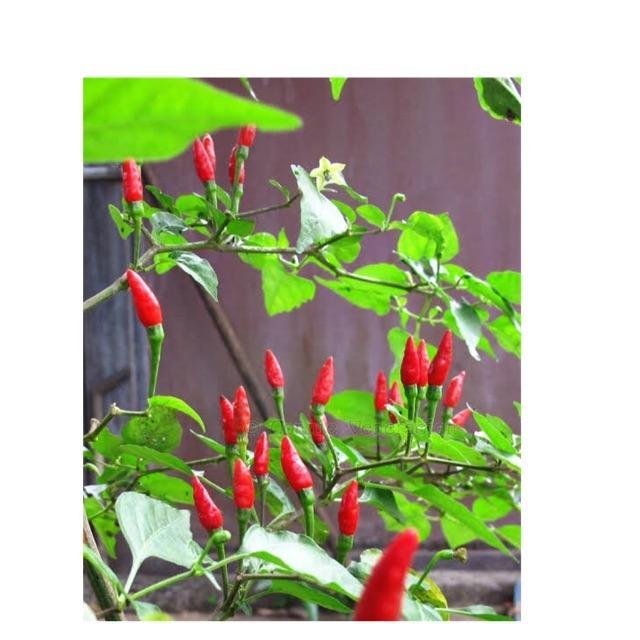 Siling Labuyo | Lazada PH