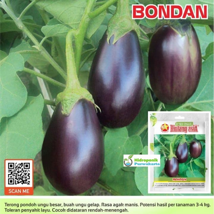 Benih Terong Pondoh Ungu BONDAN Isi 4 Gram Cap Bintang Asia | Lazada Indonesia