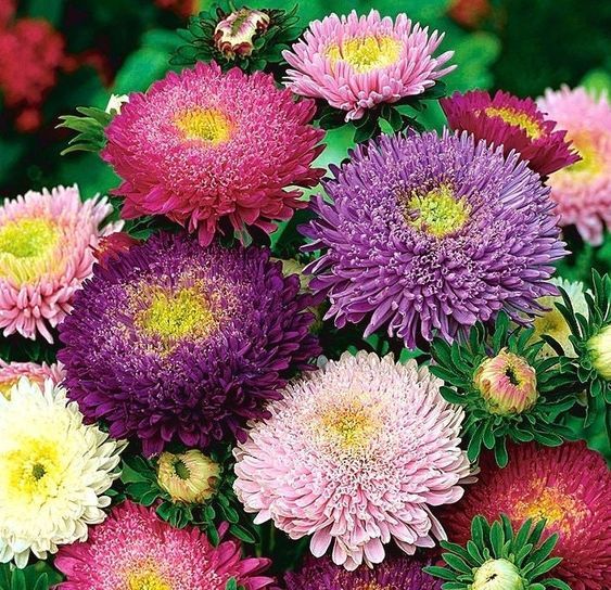 50 เมล็ด เบญจมาศ แอสเตอร์ ดอกไม้ประดับ Chinese Aster Seeds สายพันธุ์ ...