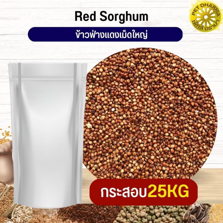 ฟ่างแดงเม็ดใหญ่ Red Dari อาหารนก กระต่าย หนู กระต่าย กระรอก ชูก้า และ ...