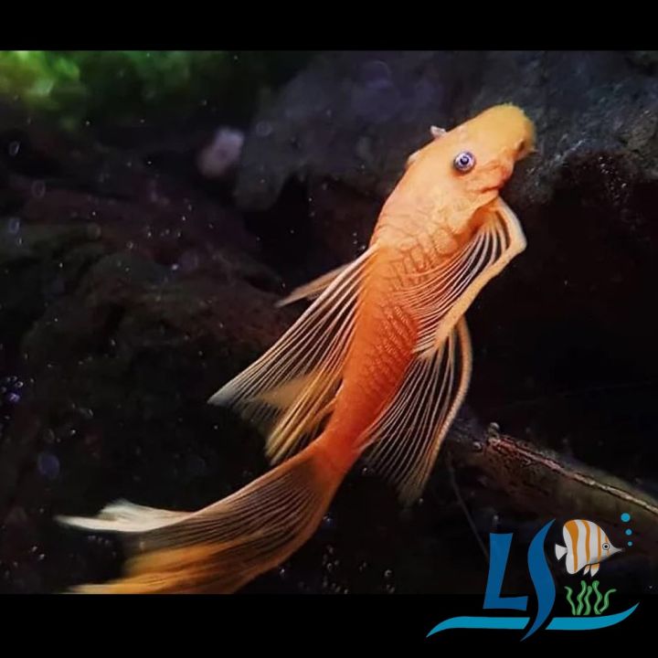 Long Fin Blue Eye L144 Bristlenose Ancistrus Pleco 1 Piece by LS ...
