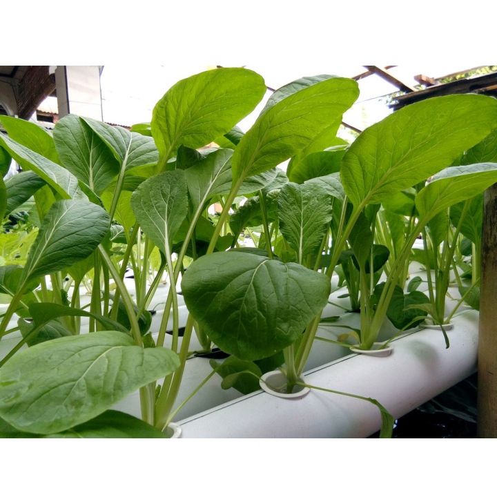 SAWI CAISIM 250 biji bibit seed seeds Benih Sawi Caisim Shinta Manis ...