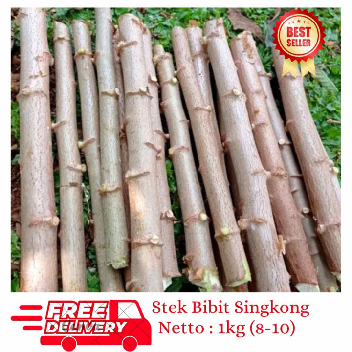 1kg Stek Bibit Singkong Unggul 25-30cm-Siap Tanam Tumbuh Cepat | Lazada ...