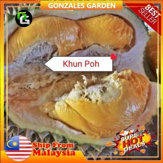 Anak Pokok Durian Khun Poh Kunpoh Kumpoh Import Dari Thailand | Lazada