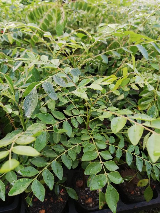 Curry Leaf Baby Plant/ Anak Pokok Daun Kari 咖喱叶树苗 | Lazada