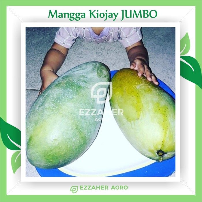 Bibit Tanaman Buah Mangga Kiojay JUMBO | Lazada Indonesia