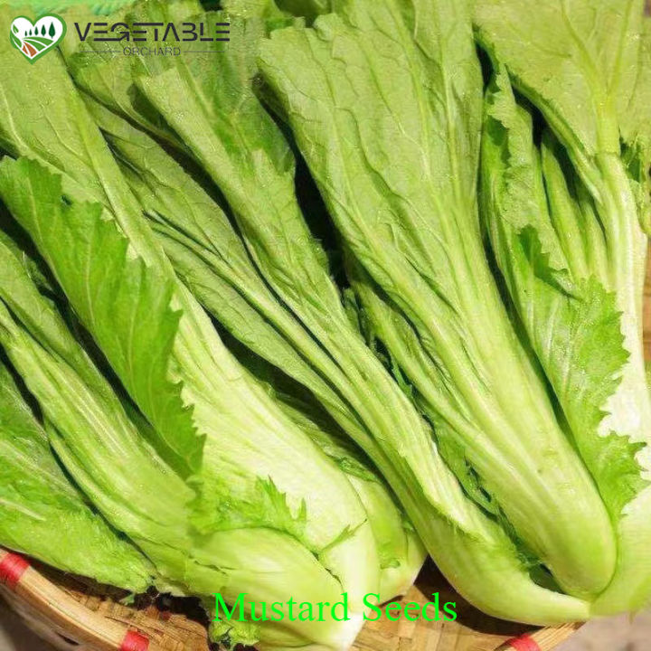 MUSTARD SEEDS / MUSTASA SEEDS (500 seeds) Chinese | Lazada PH