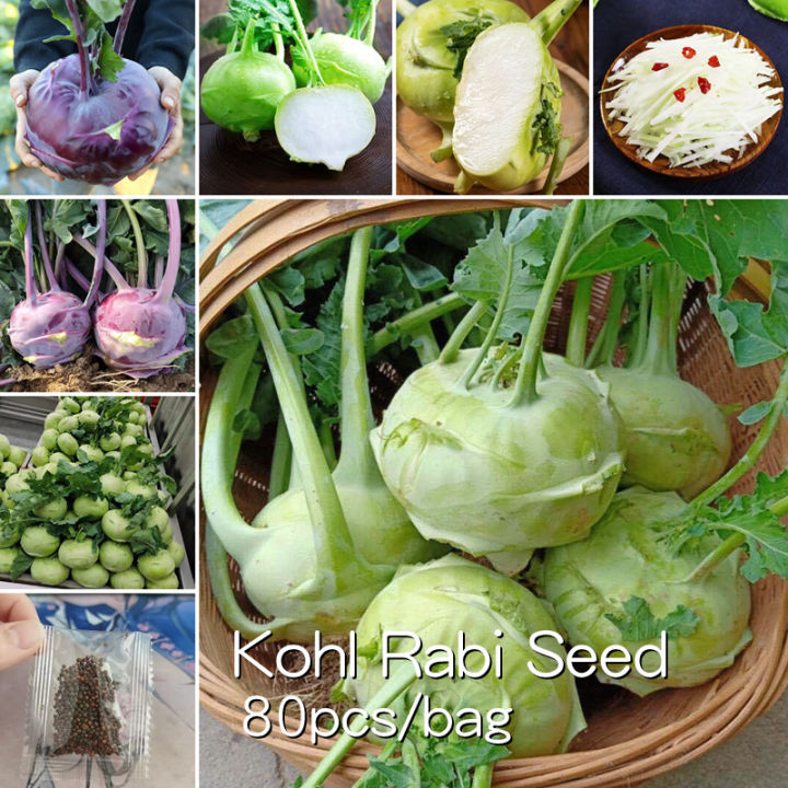 [Easy To Grow In The Philippines] Organic Kohl Rabi Seeds for Planting ...